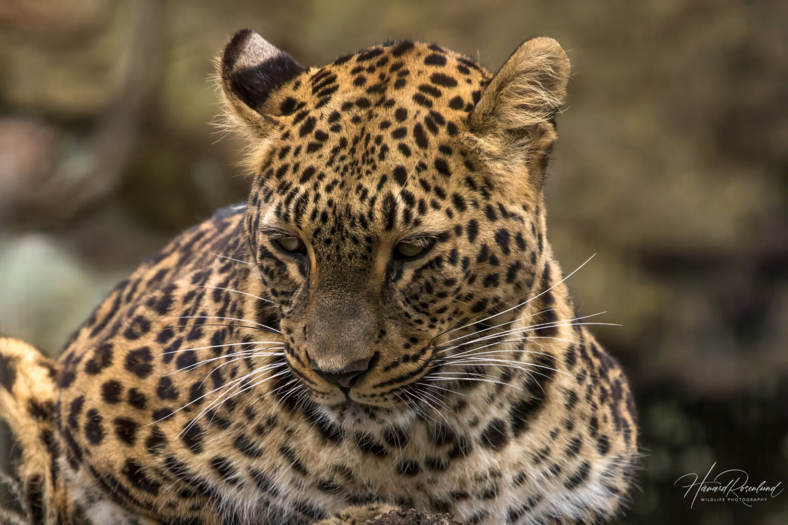 Leopard (Panthera pardus) | Wildlife Vagabond
