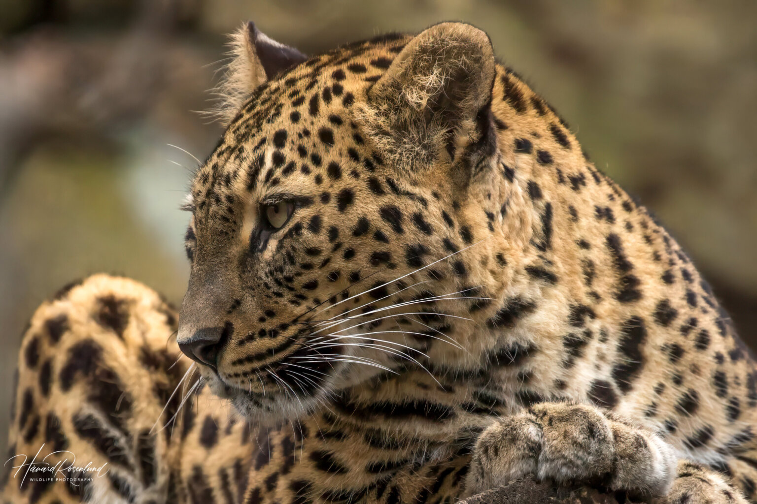 Leopard (Panthera pardus) | Wildlife Vagabond