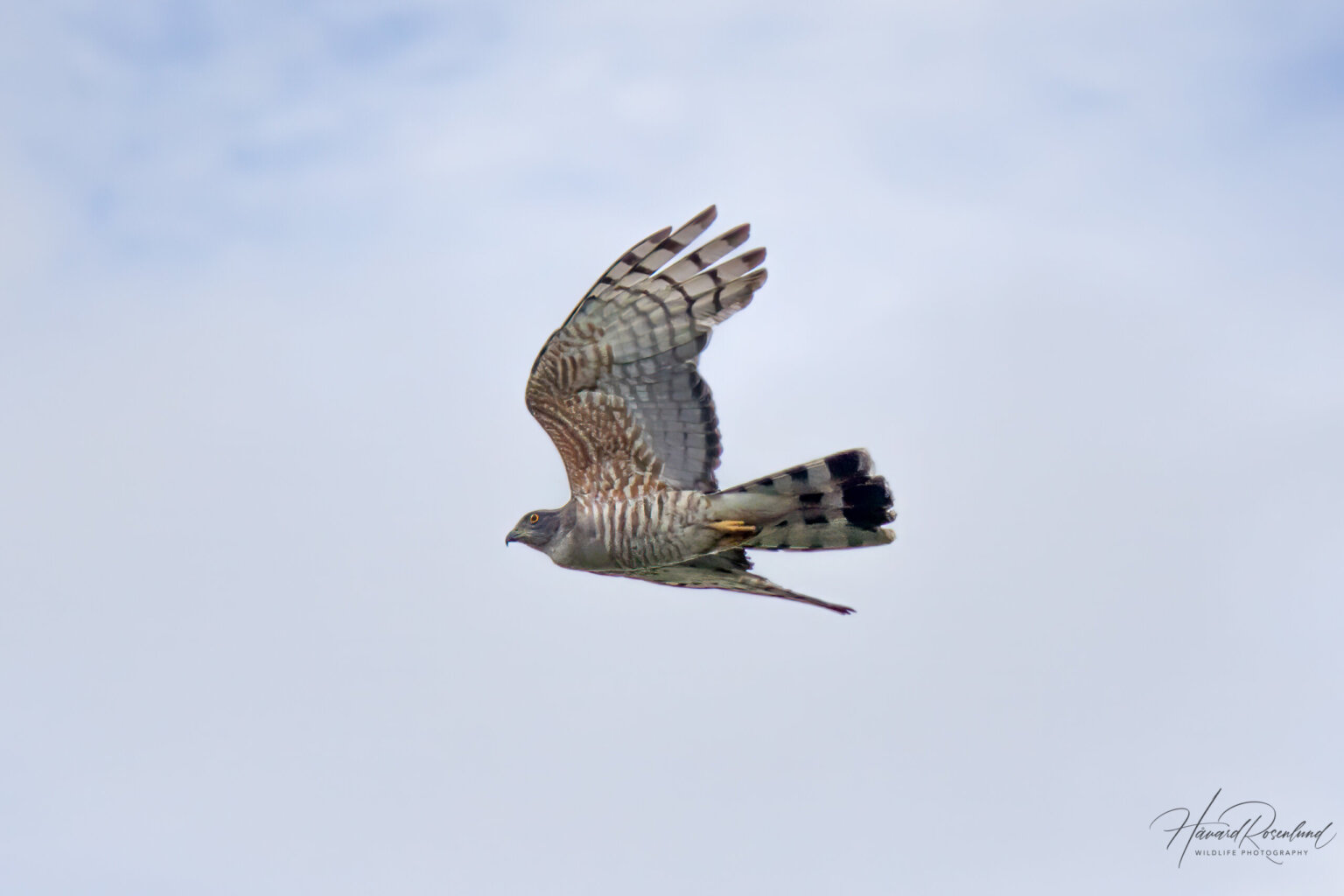African Cuckoo-Hawk (Aviceda cuculoides) | Wildlife Vagabond