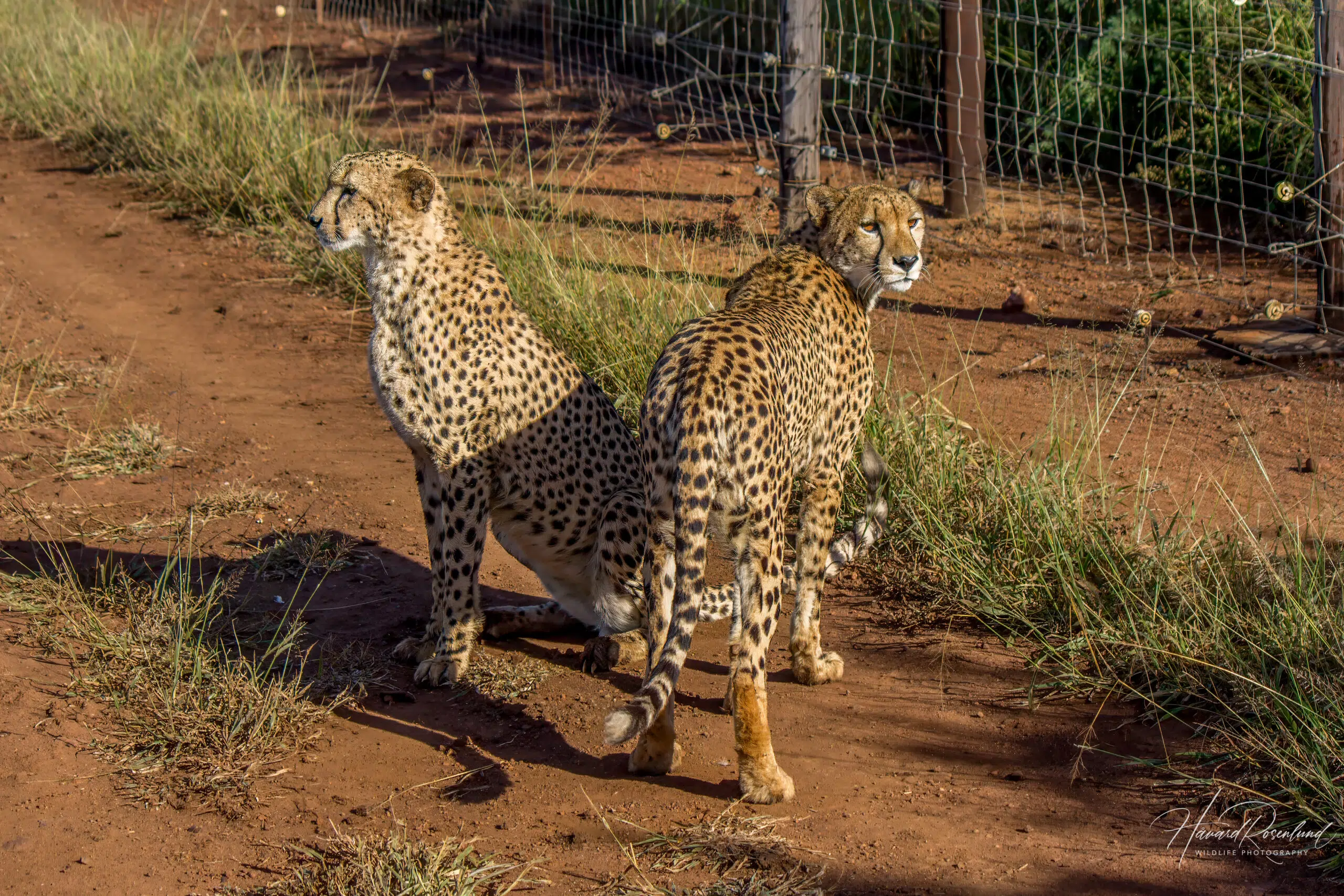 Gepard Kattunger