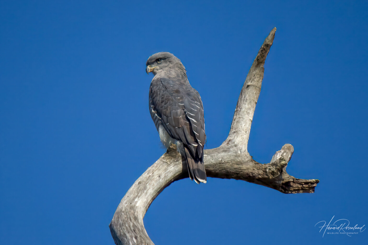 Southern Banded Snake-Eagle (Circaetus fasciolatus) | Wildlife Vagabond