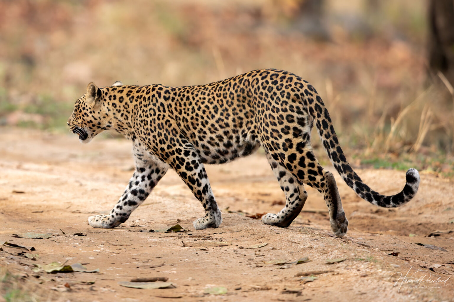 Leopard (Panthera pardus) | Wildlife Vagabond