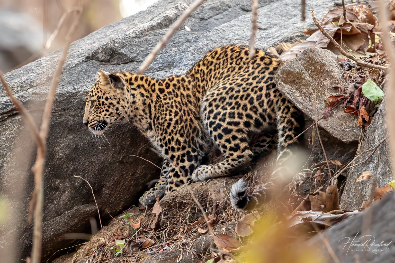 Leopard (Panthera pardus) | Wildlife Vagabond