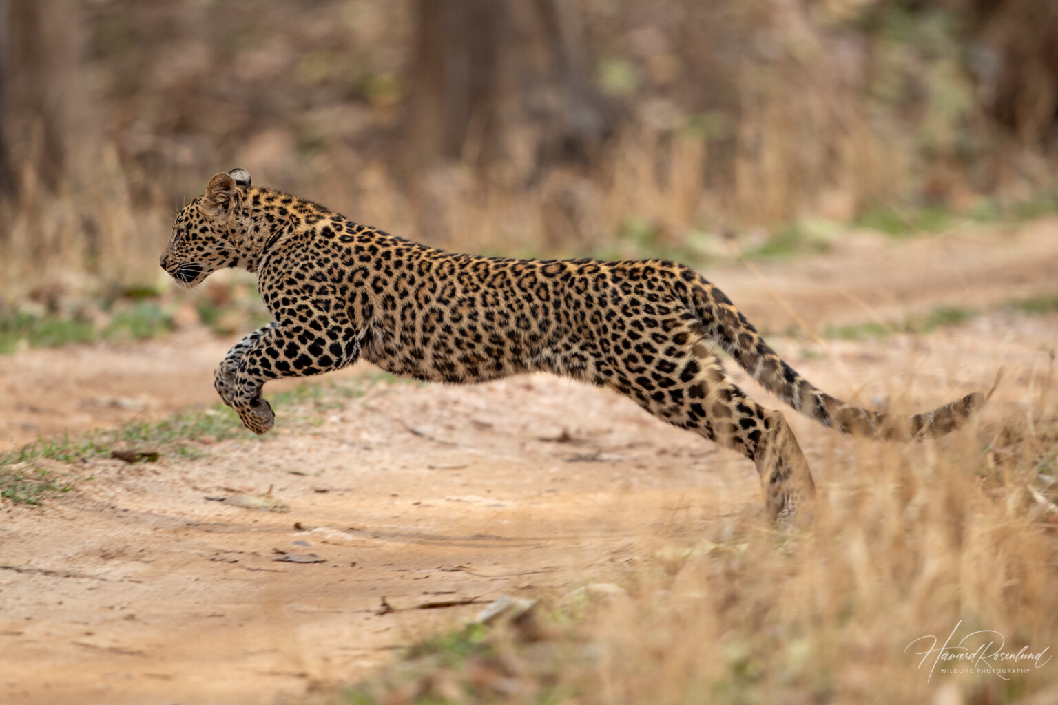 Leopard (Panthera pardus) | Wildlife Vagabond