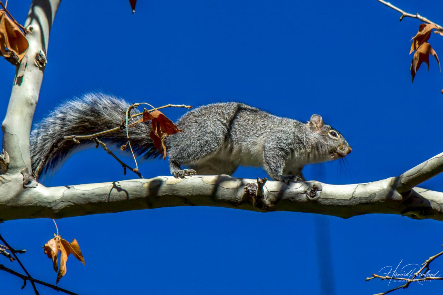 Arizona Gray Squirrel (Sciurus arizonensis) | Wildlife Vagabond