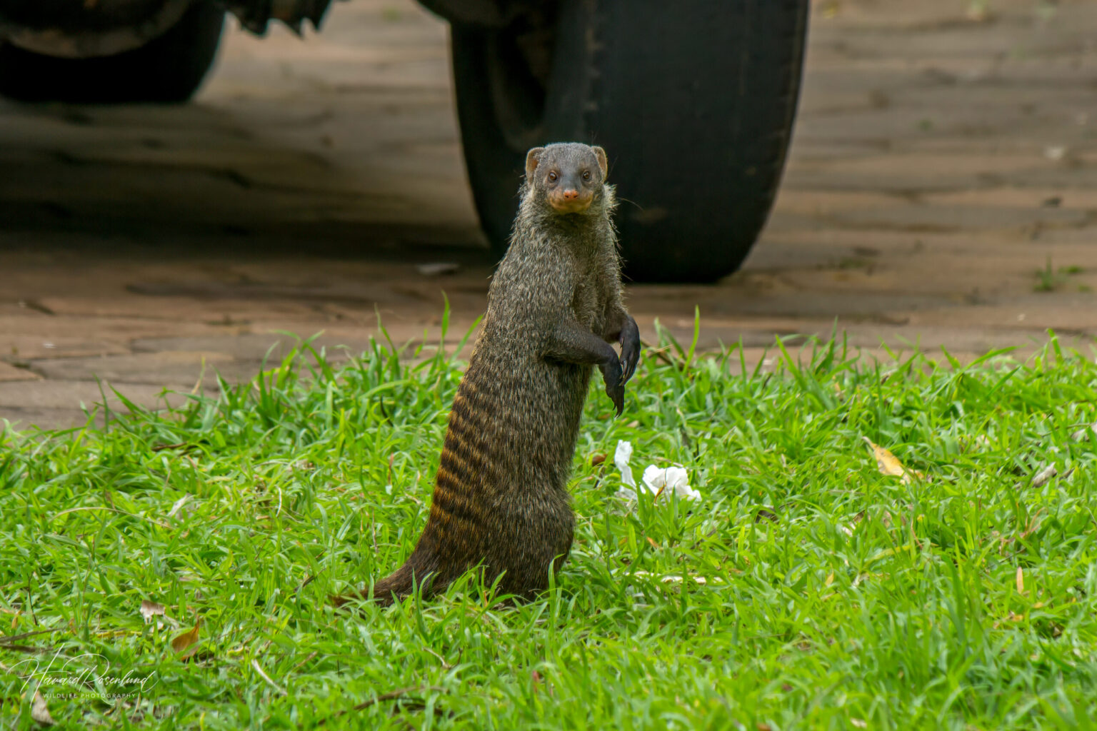 Banded Mongoose (Mungos mungo) | Wildlife Vagabond