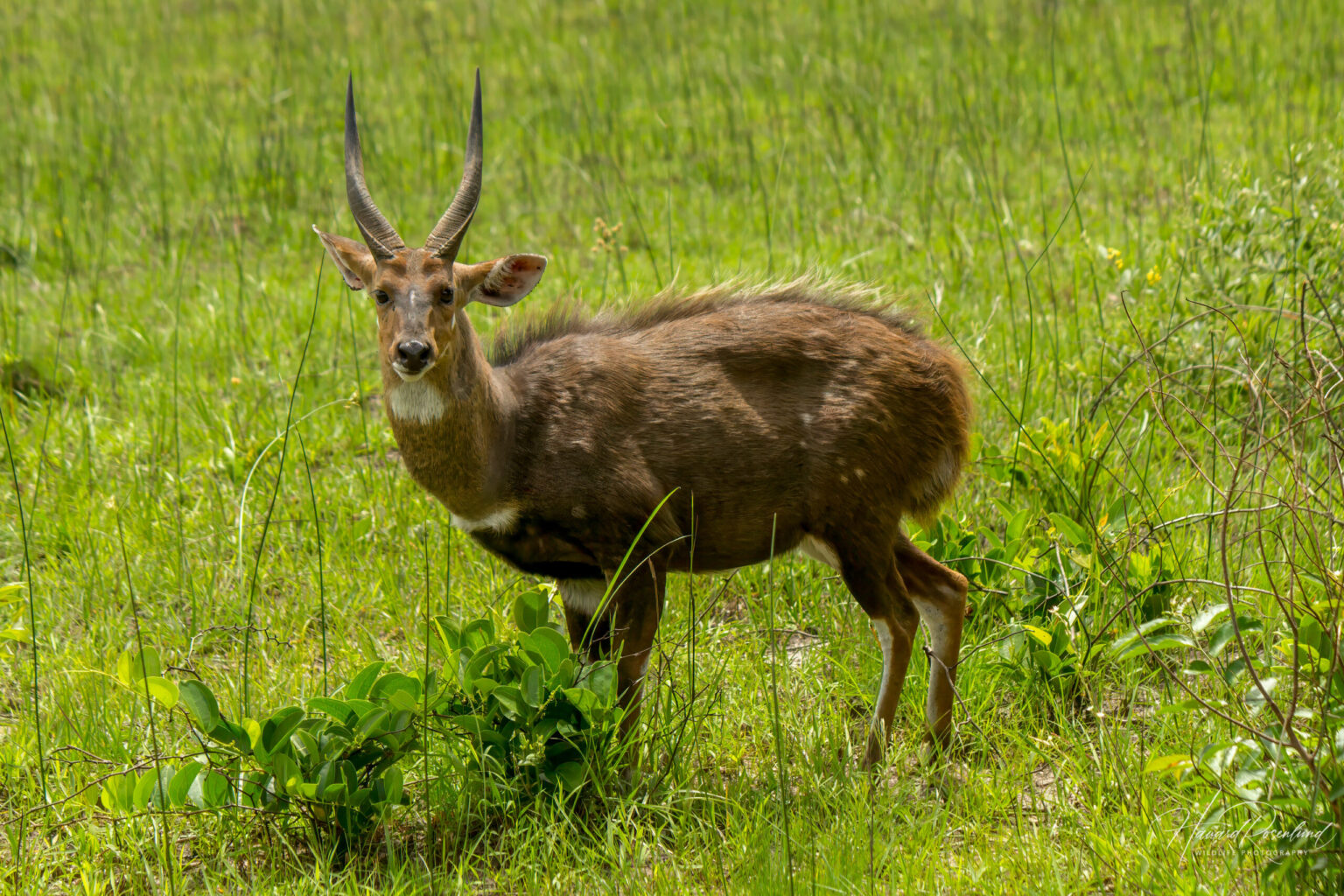 Cape Bushbuck (Tragelaphus sylvaticus) | Wildlife Vagabond