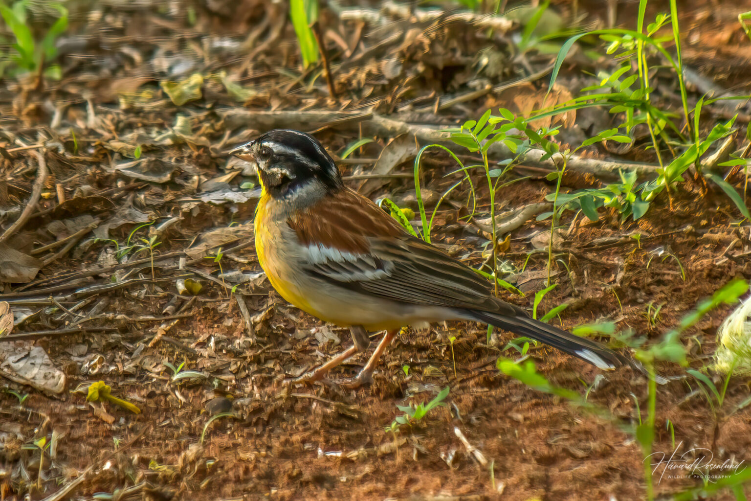 Golden-breasted Bunting (Emberiza flaviventris) | Wildlife Vagabond