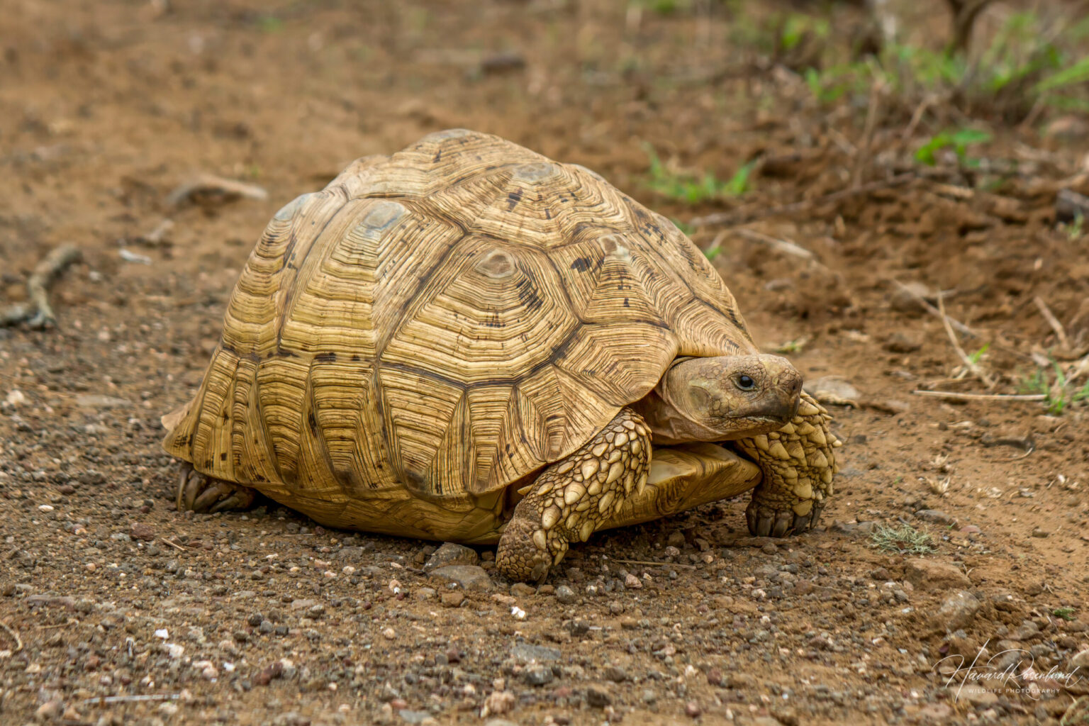 Leopard Tortoise (Stigmochelys pardalis) | Wildlife Vagabond