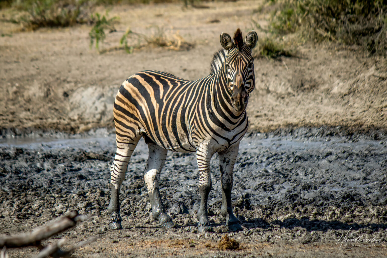 Plains Zebra (Equus quagga) | Wildlife Vagabond