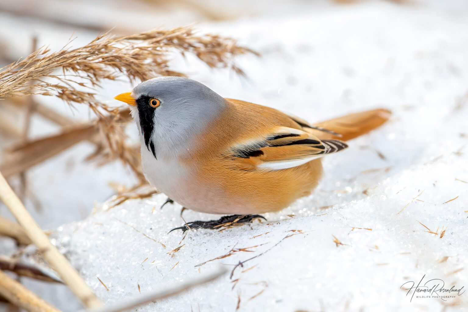 Bearded Reedling (Panurus biarmicus) | Wildlife Vagabond