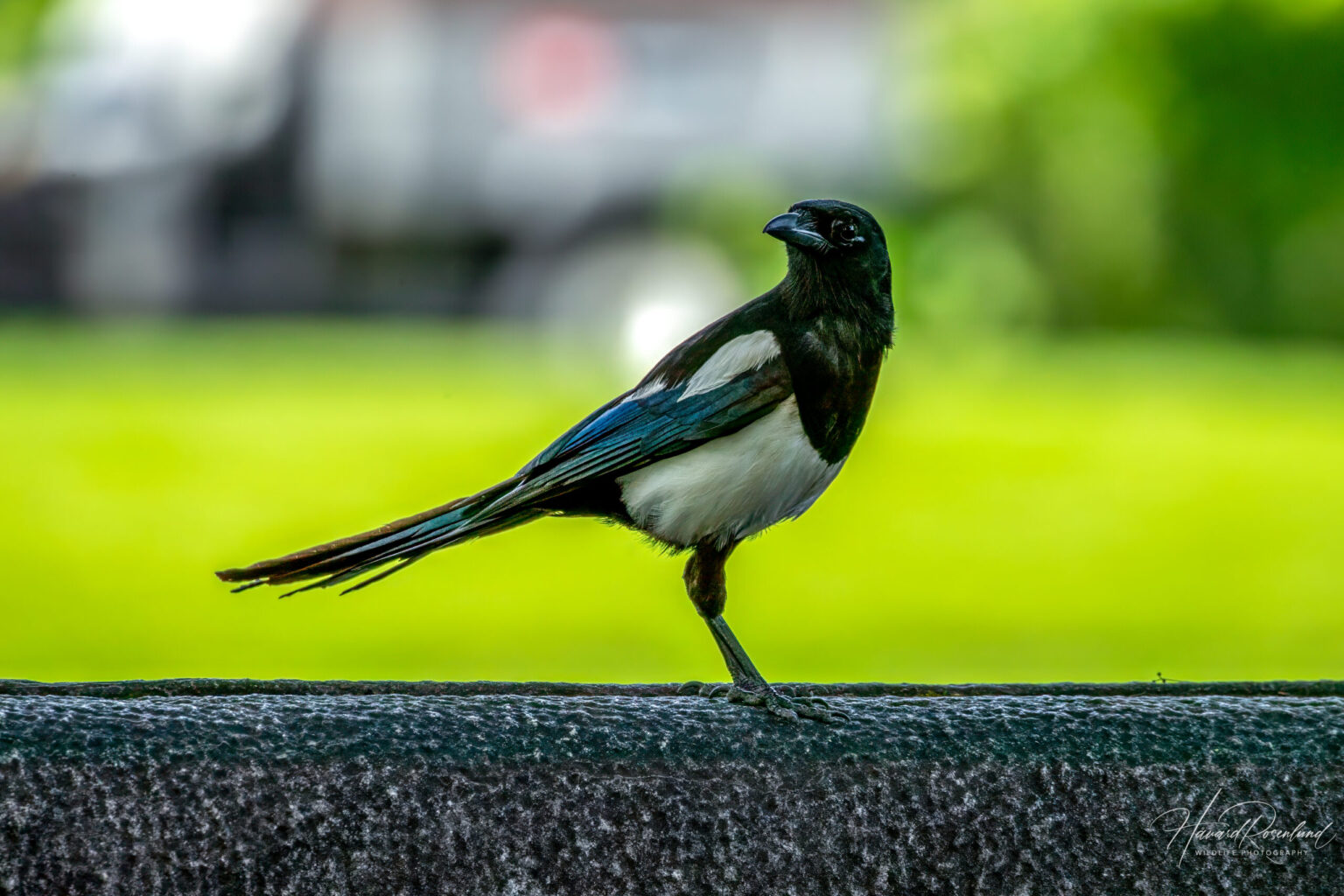 Eurasian Magpie (Pica pica) | Wildlife Vagabond