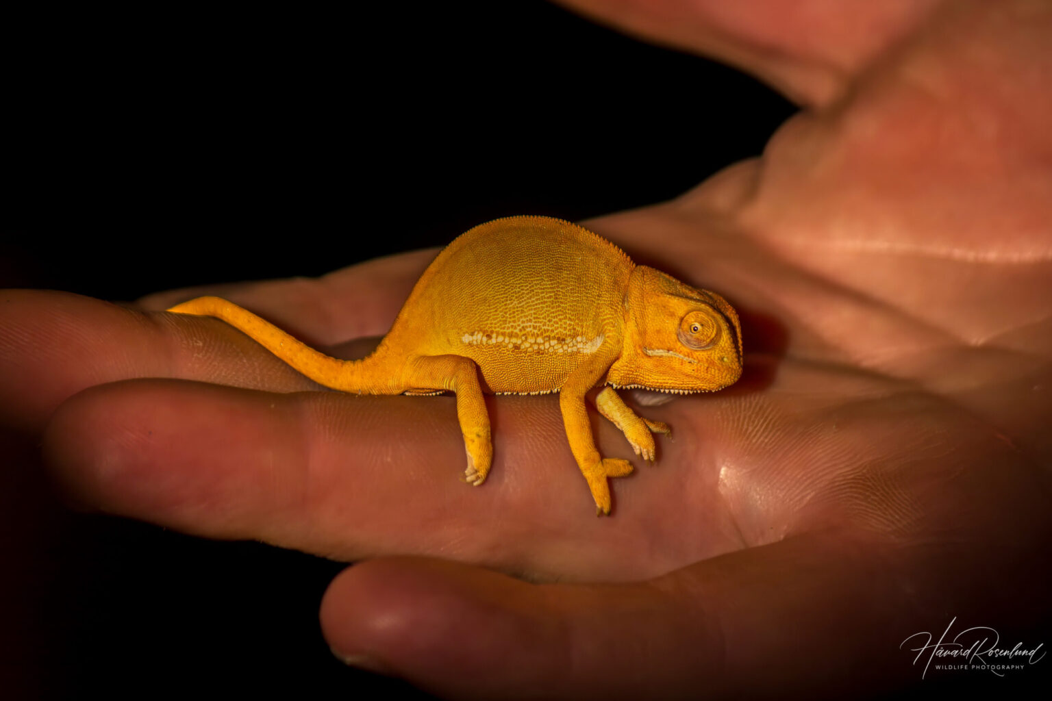 Flap-necked Chameleon (Chamaeleo dilepis) | Wildlife Vagabond