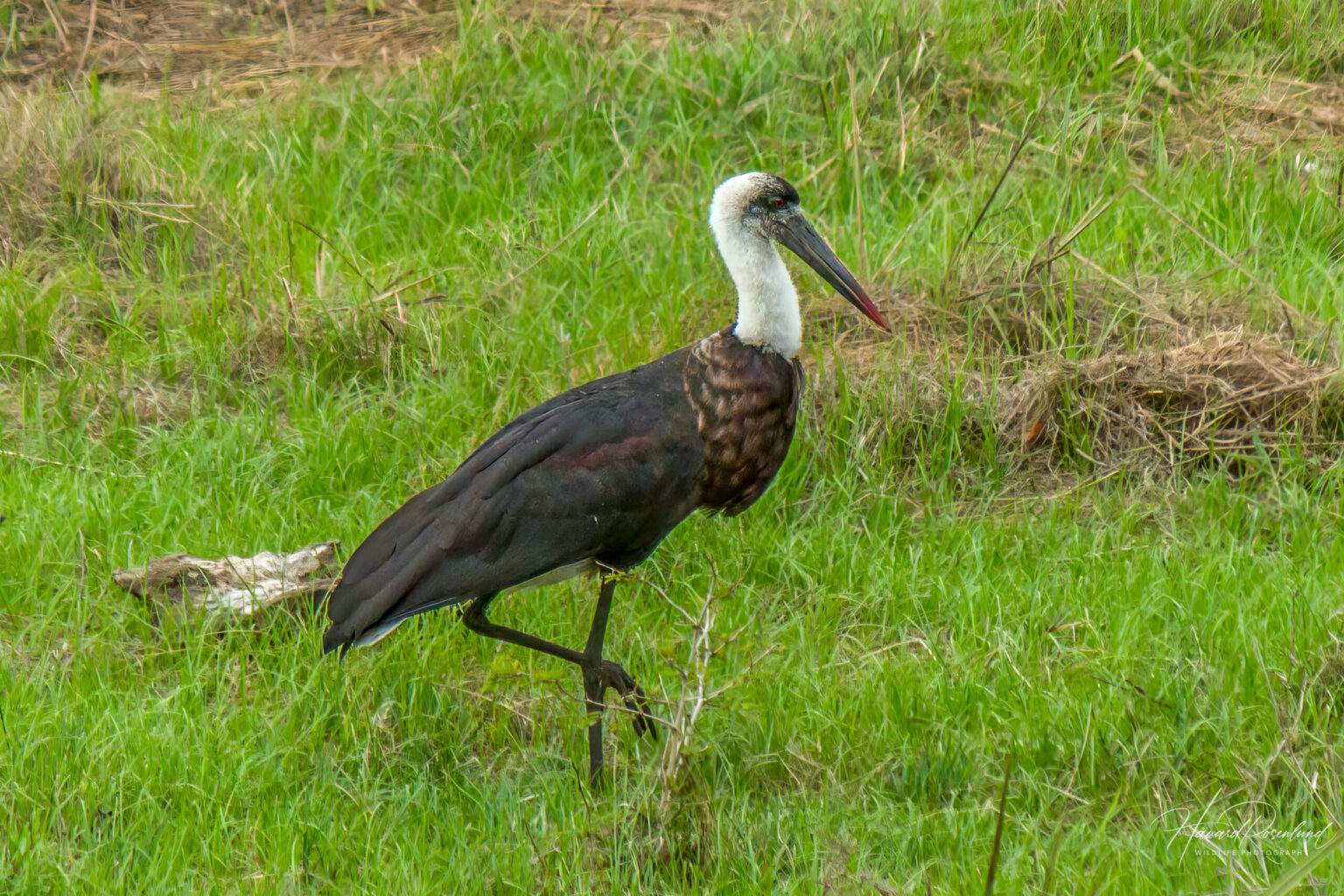 African Woolly-necked Stork (Ciconia microscelis) | Wildlife Vagabond