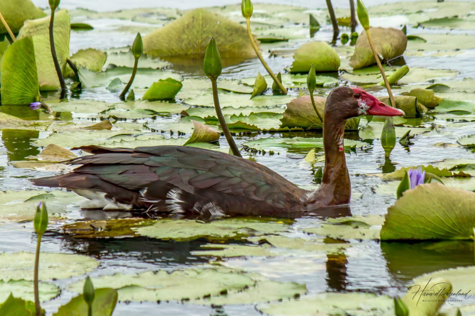Spur-winged Goose (Plectropterus gambensis) | Wildlife Vagabond