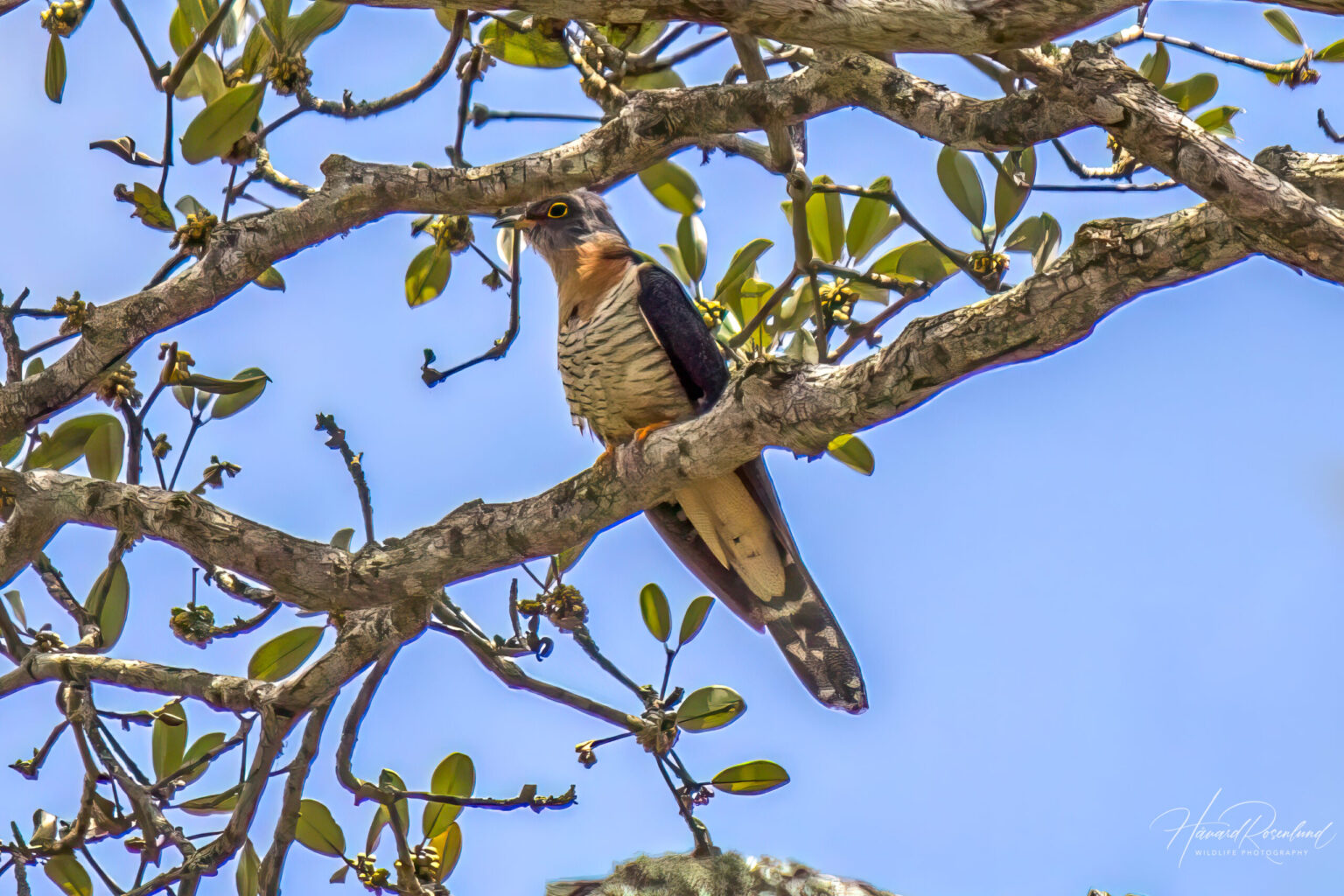 Red-chested Cuckoo (Cuculus solitarius) | Wildlife Vagabond