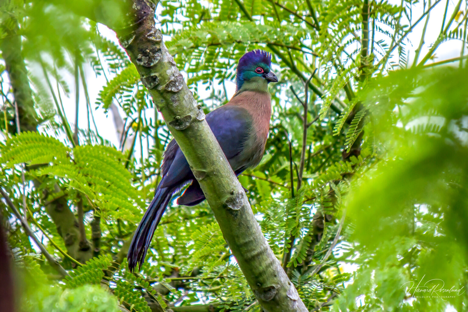 Purple-crested Turaco (Gallirex porphyreolophus) | Wildlife Vagabond
