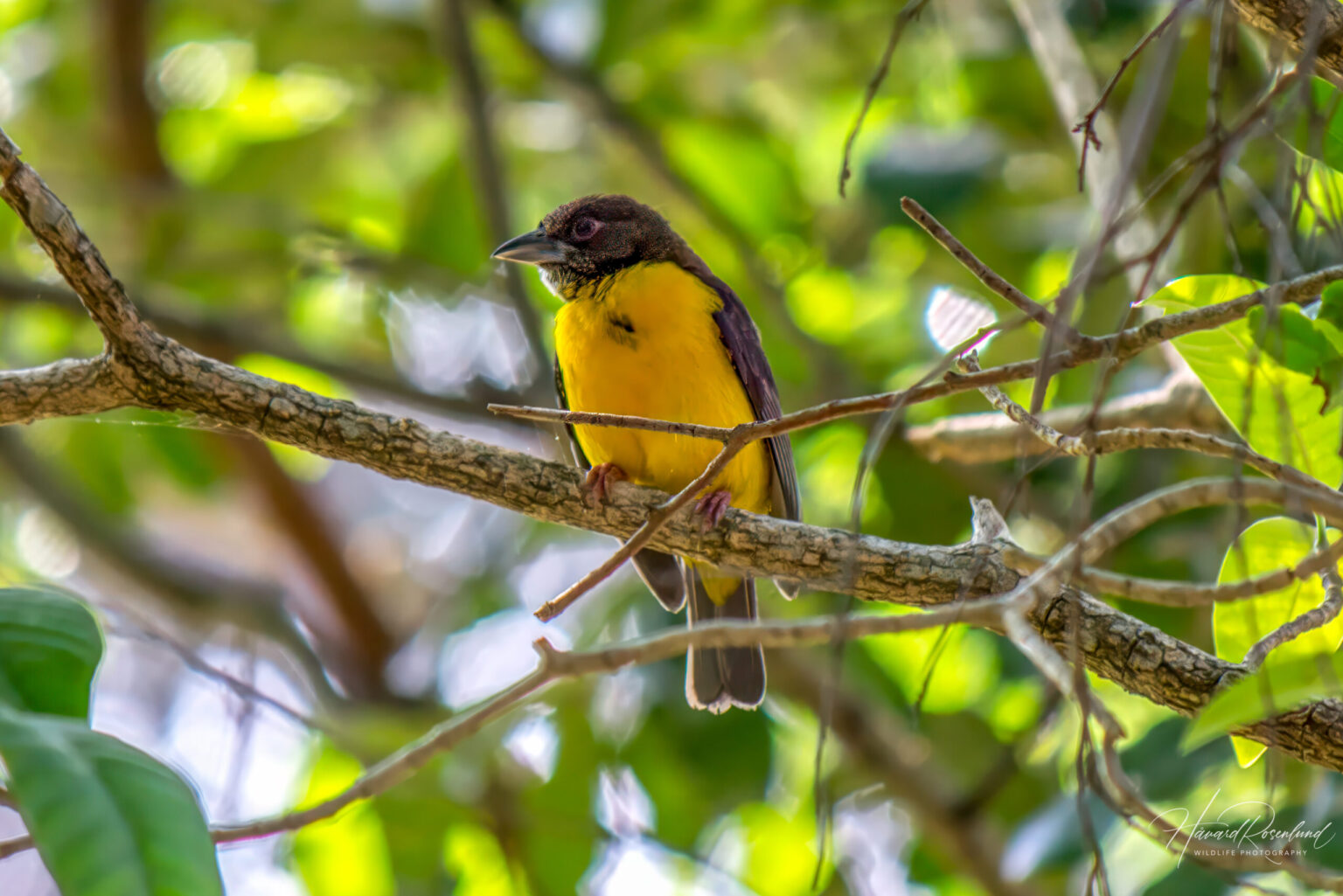 Dark-backed Weaver (Ploceus bicolor) | Wildlife Vagabond