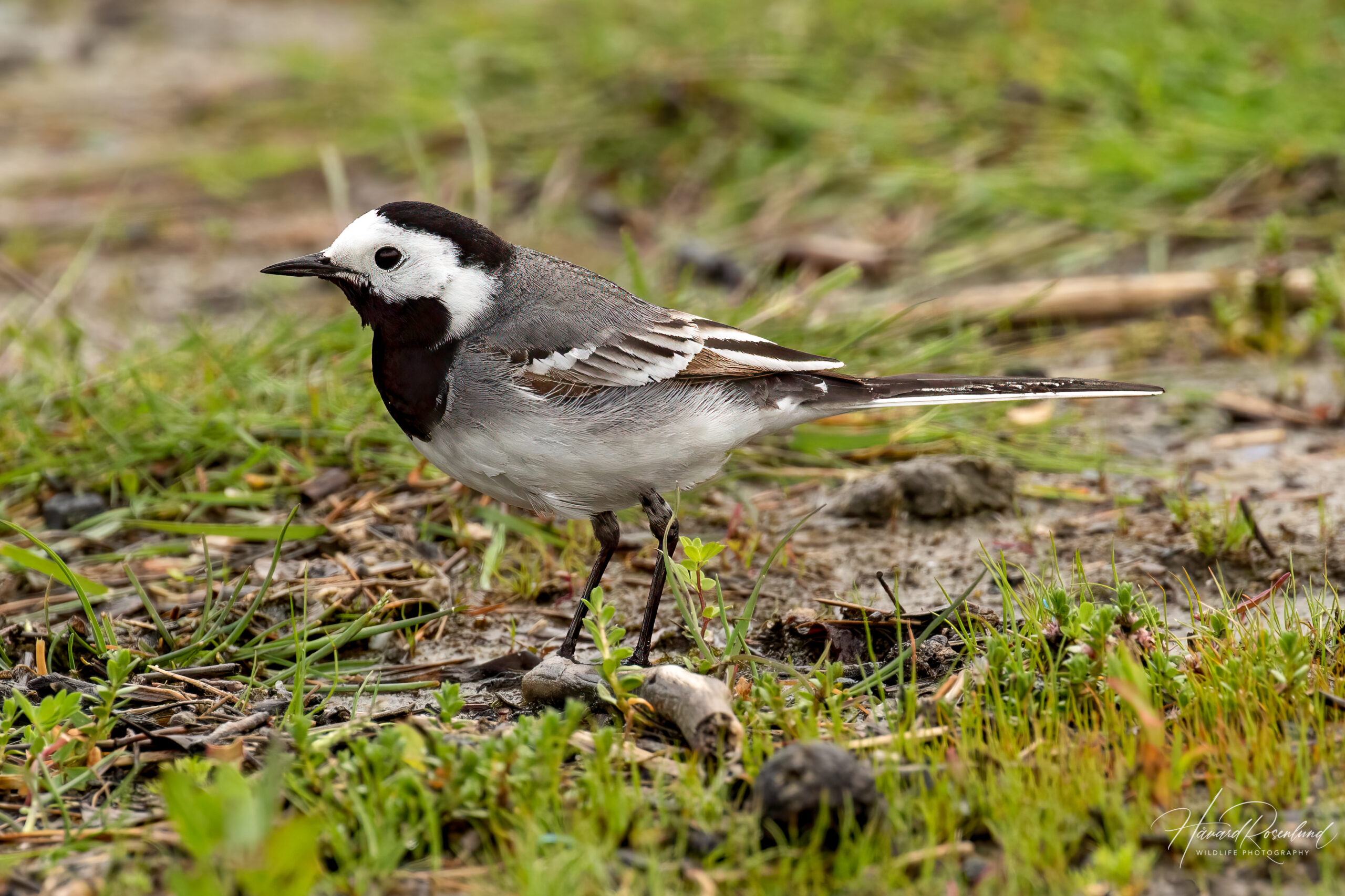 White Wagtail (Motacilla alba) | Wildlife Vagabond
