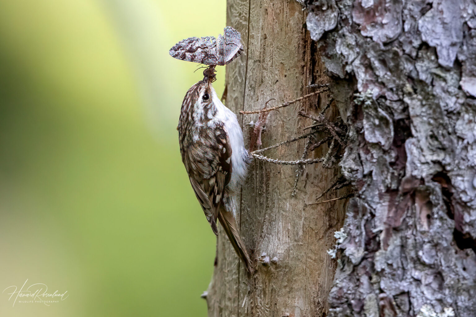 Eurasian Treecreeper (Certhia familiaris) | Wildlife Vagabond
