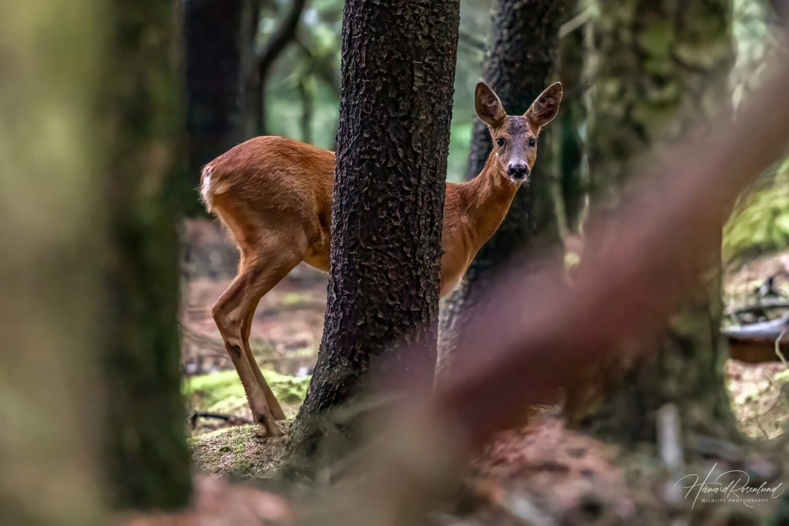 Rådyr (Capreolus capreolus) | Wildlife Vagabond
