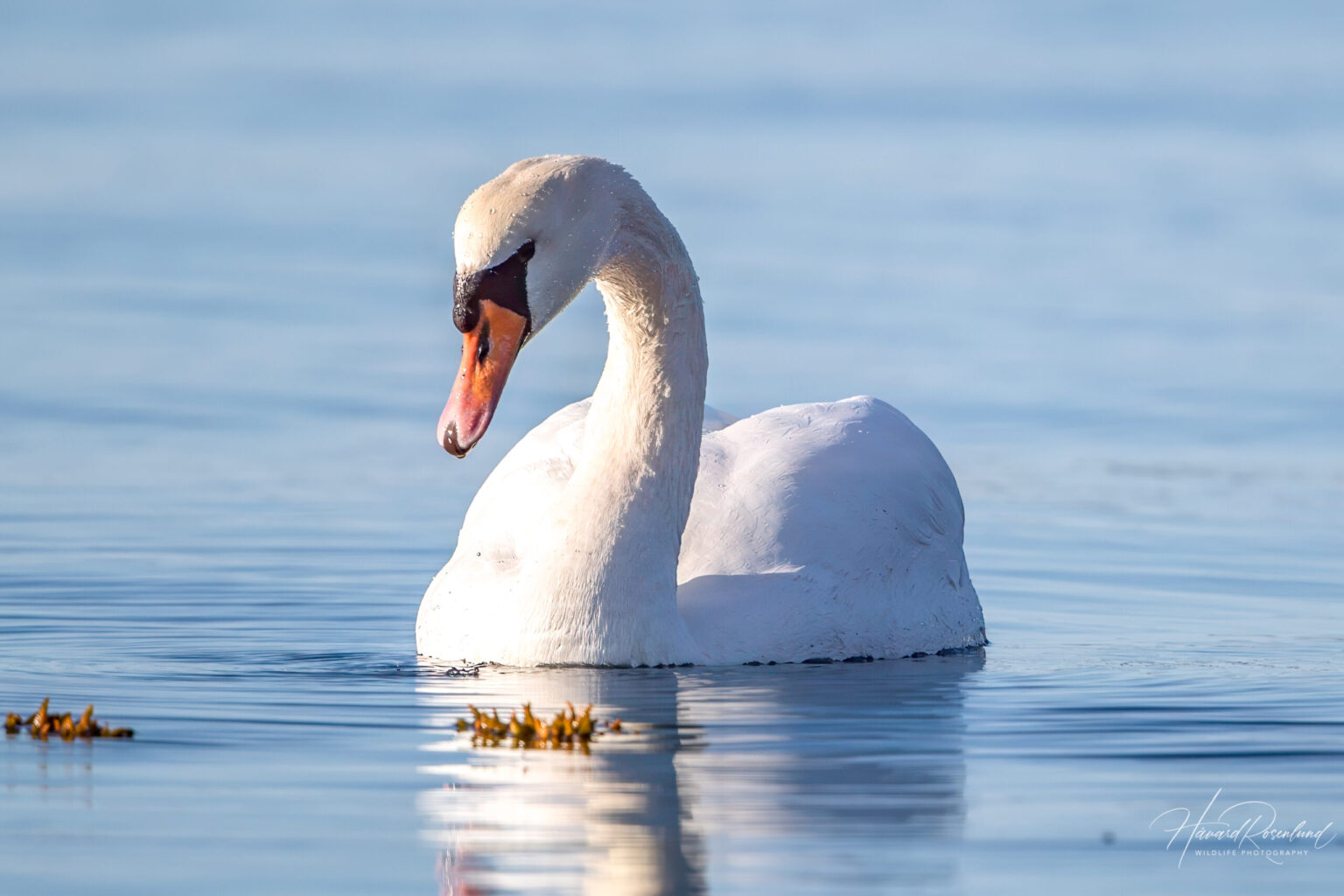 Knoppsvane (Cygnus olor) | Wildlife Vagabond