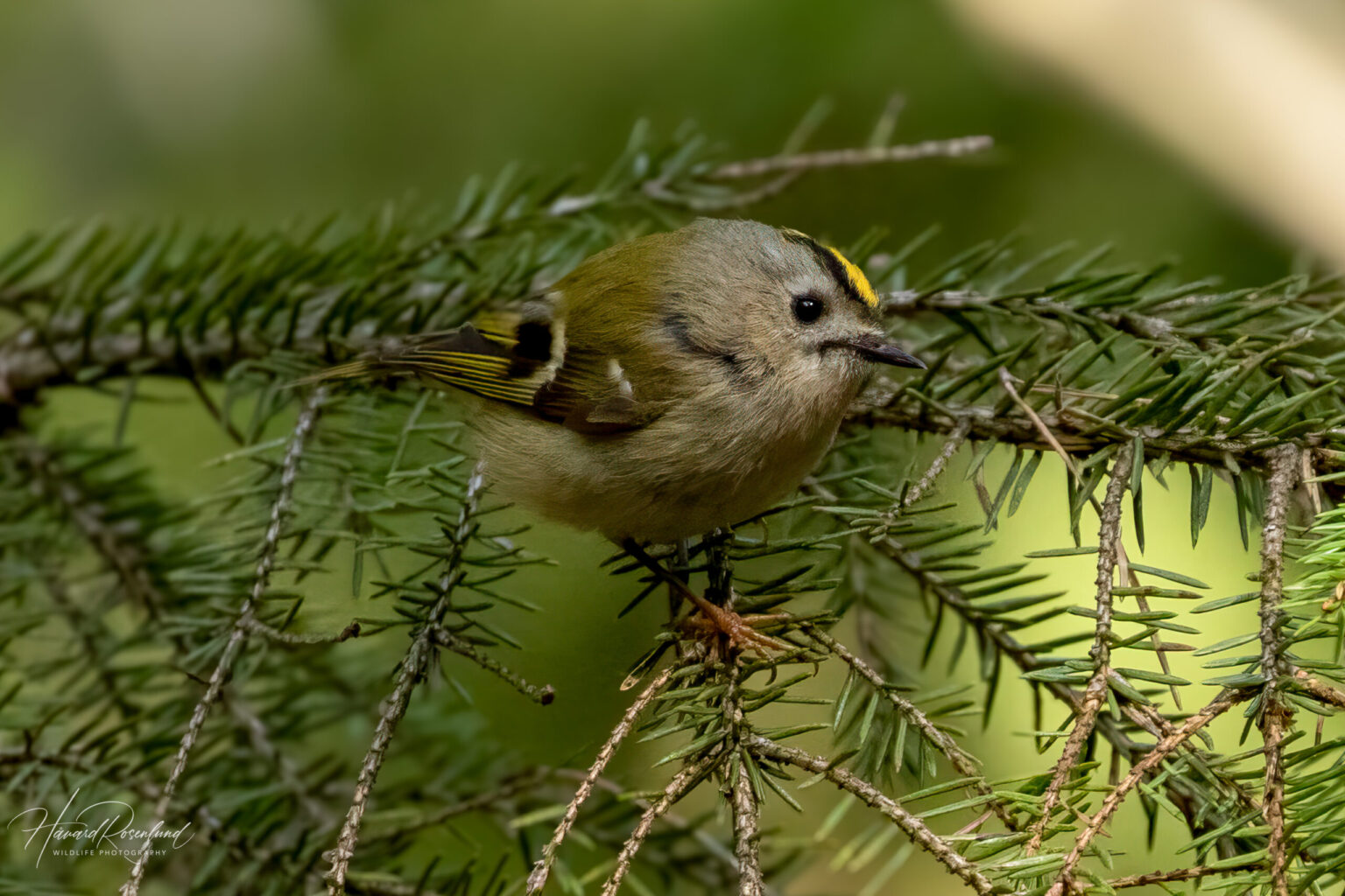 Fuglekonge (Regulus regulus) | Wildlife Vagabond