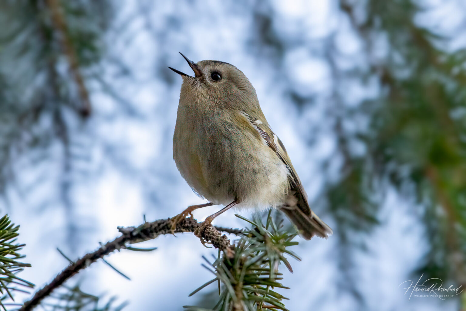 Fuglekonge (Regulus regulus) | Wildlife Vagabond