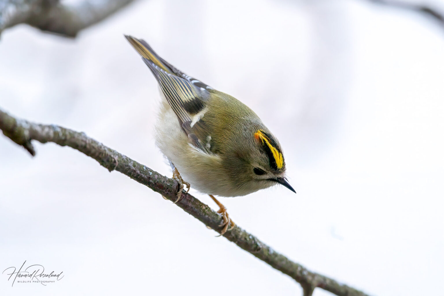 Fuglekonge (Regulus regulus) | Wildlife Vagabond