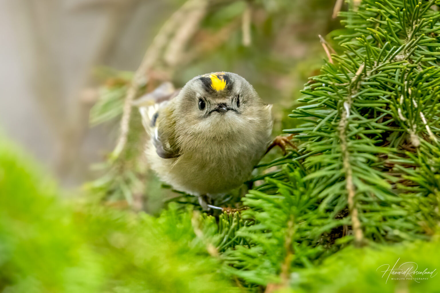 Fuglekonge (Regulus regulus) | Wildlife Vagabond