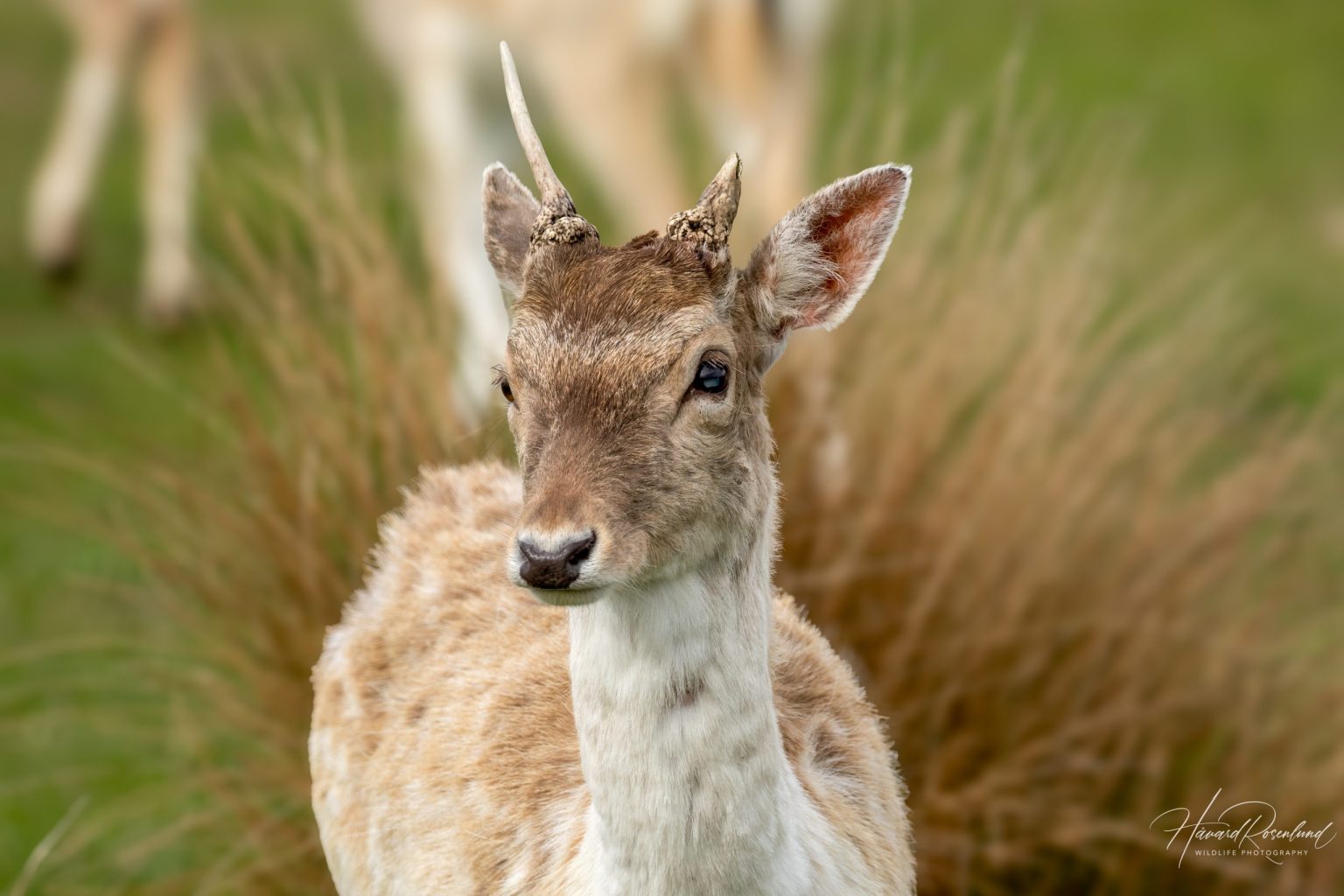 European Fallow Deer (Dama dama) | Wildlife Vagabond