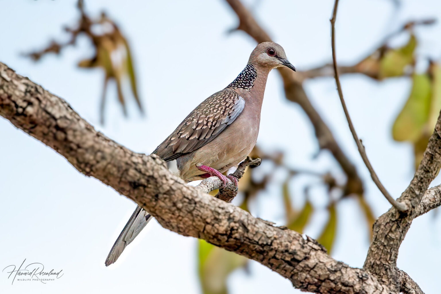 Spotted Dove (Spilopelia chinensis) | Wildlife Vagabond