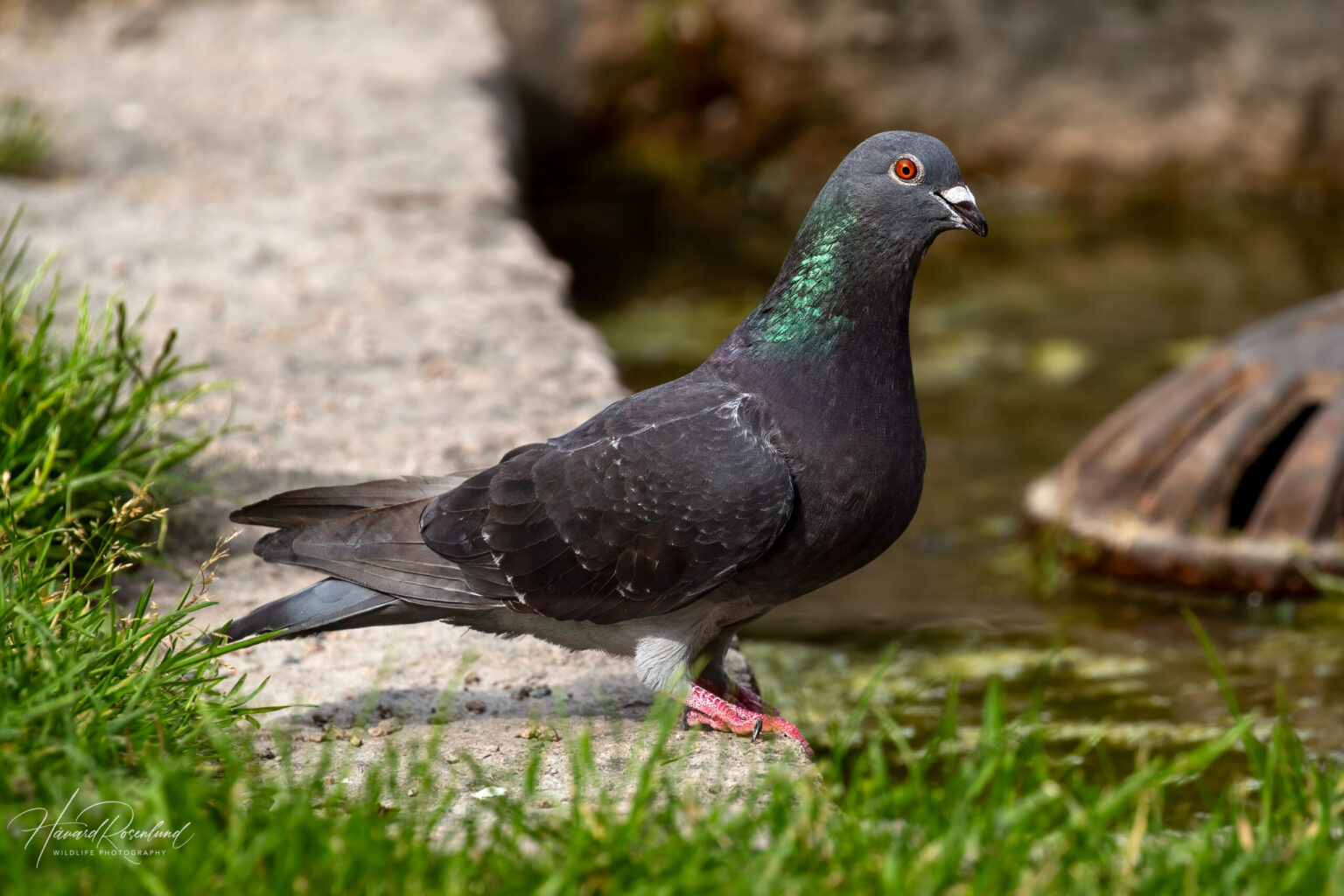 Rock Pigeon (Columba livia) | Wildlife Vagabond