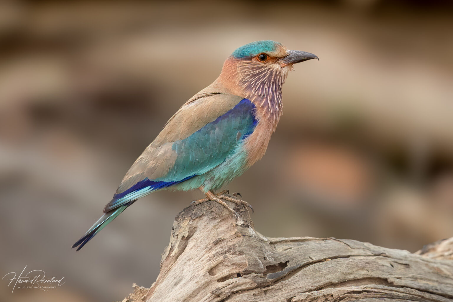 Indian Roller (Coracias benghalensis) | Wildlife Vagabond