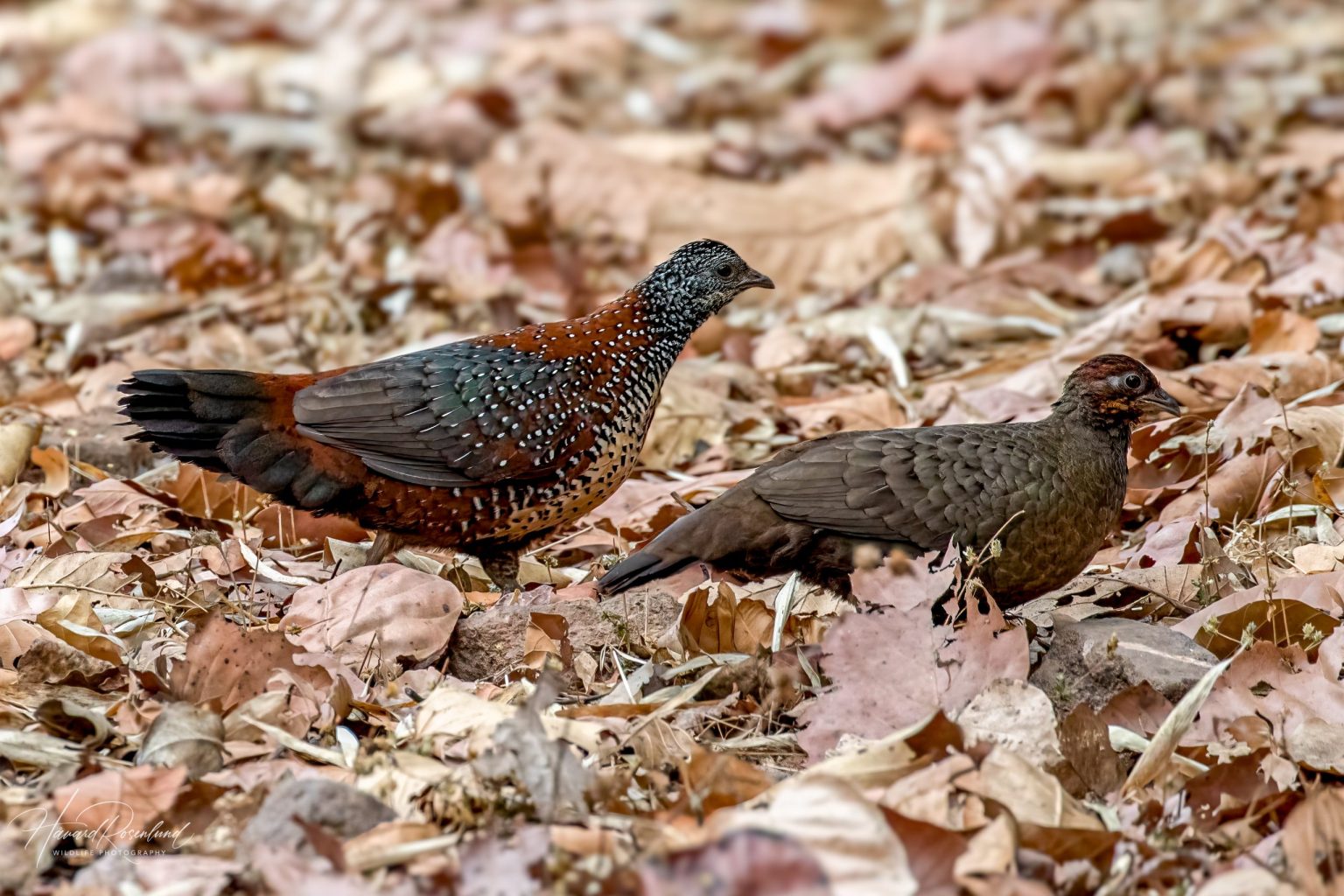Painted Spurfowl (Galloperdix lunulata) | Wildlife Vagabond