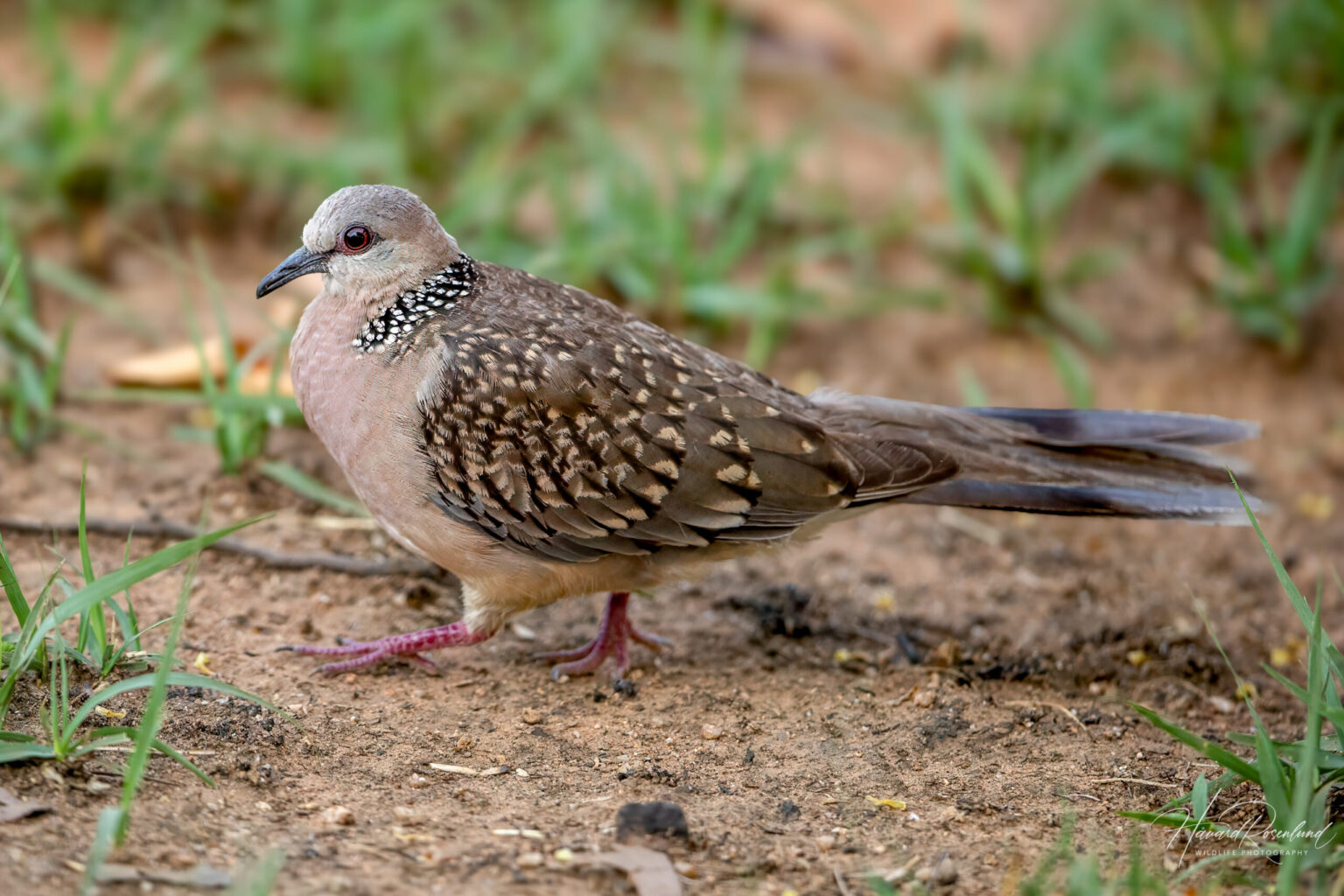 Spotted Dove (Spilopelia chinensis) | Wildlife Vagabond