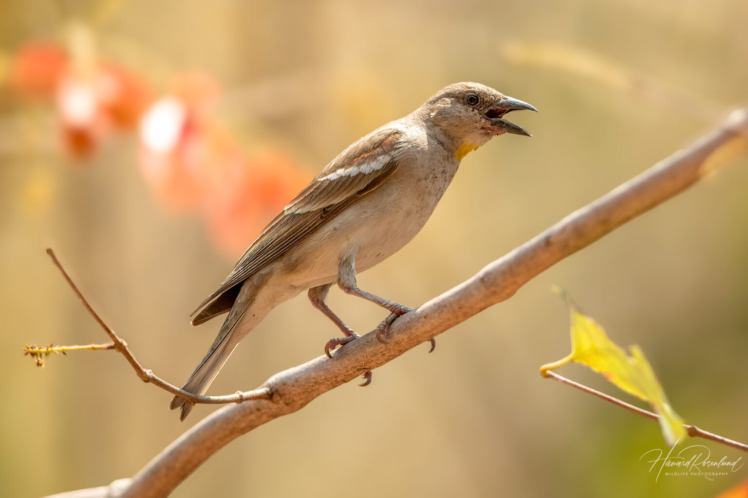 Yellow-throated Sparrow (Gymnoris xanthocollis) | Wildlife Vagabond