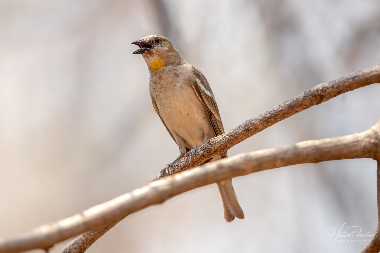 Yellow-throated Sparrow (Gymnoris xanthocollis) | Wildlife Vagabond