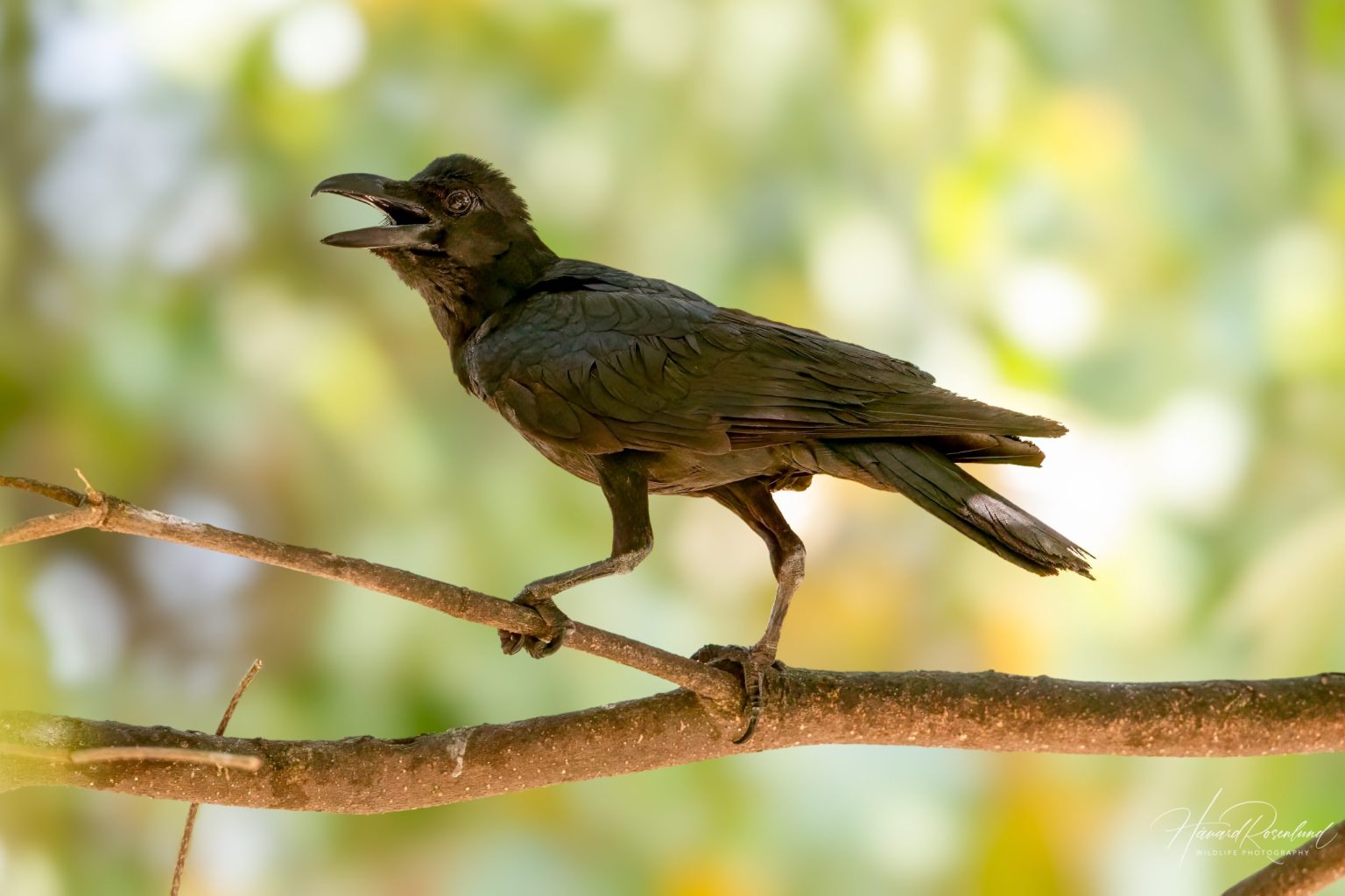 Large-billed Crow (Corvus macrorhynchos) | Wildlife Vagabond