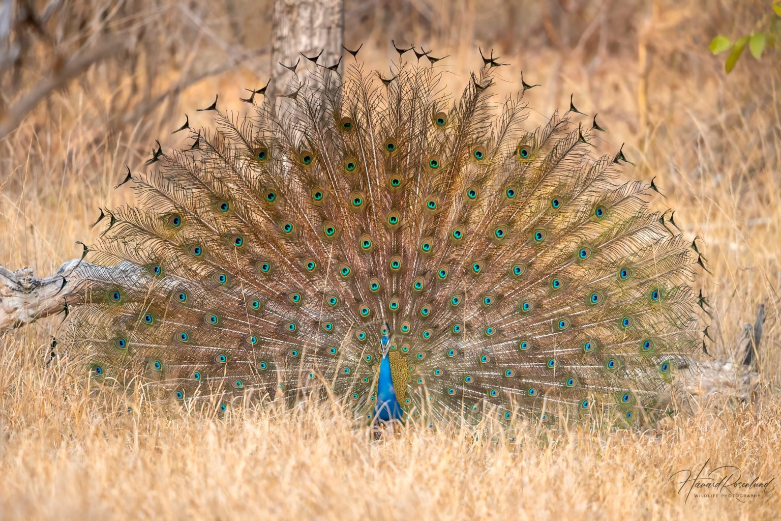 Indian Peafowl (Pavo cristatus) | Wildlife Vagabond