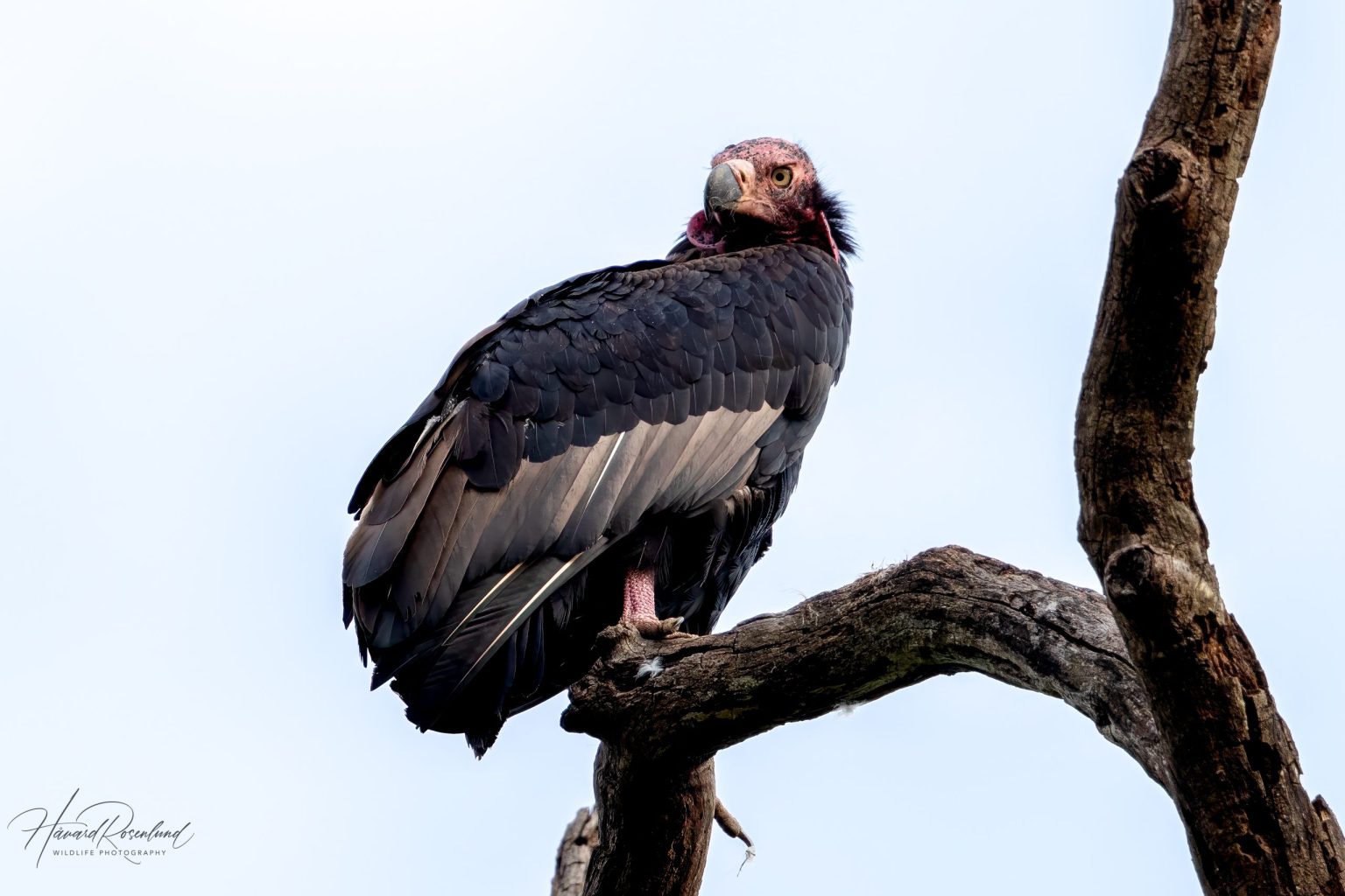 Red-headed Vulture (Sarcogyps calvus) | Wildlife Vagabond