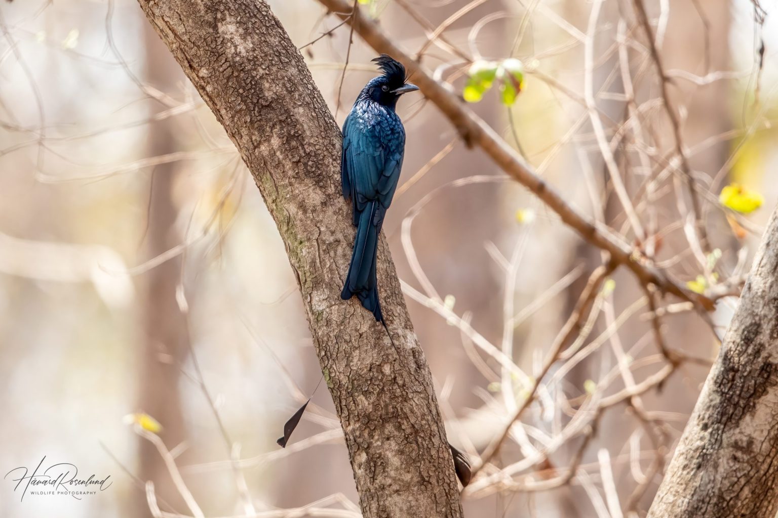 Greater Racket-tailed Drongo (Dicrurus paradiseus) | Wildlife Vagabond