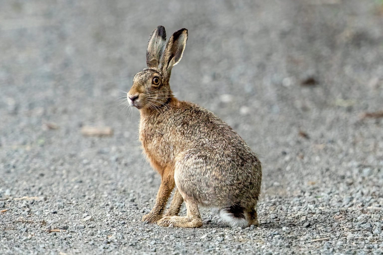 European Hare (Lepus europaeus) | Wildlife Vagabond