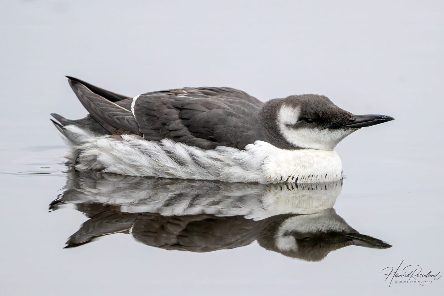 Common Murre (Uria aalge) | Wildlife Vagabond