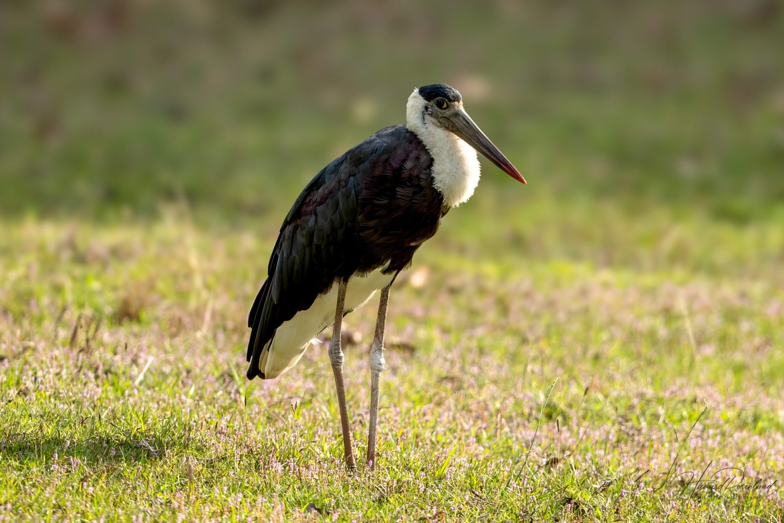 Asian Woolly-necked Stork (Ciconia episcopus) | Wildlife Vagabond