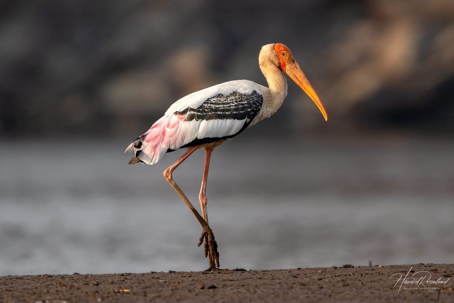 Painted Stork (Mycteria leucocephala) | Wildlife Vagabond