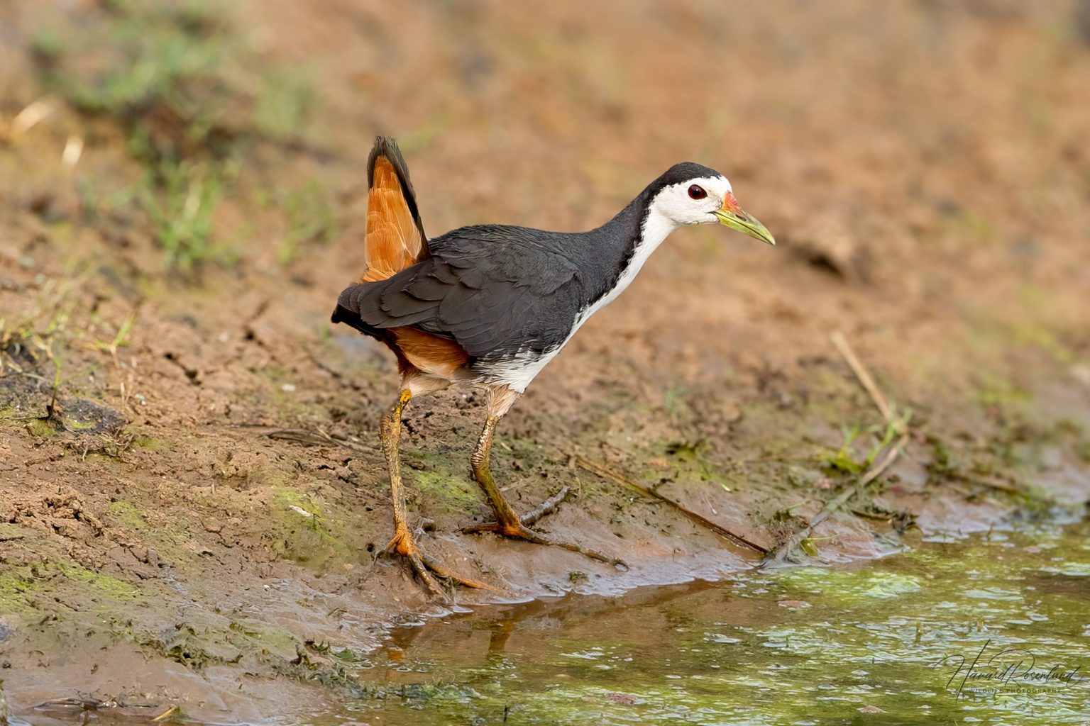 White-breasted Waterhen (Amaurornis phoenicurus) | Wildlife Vagabond