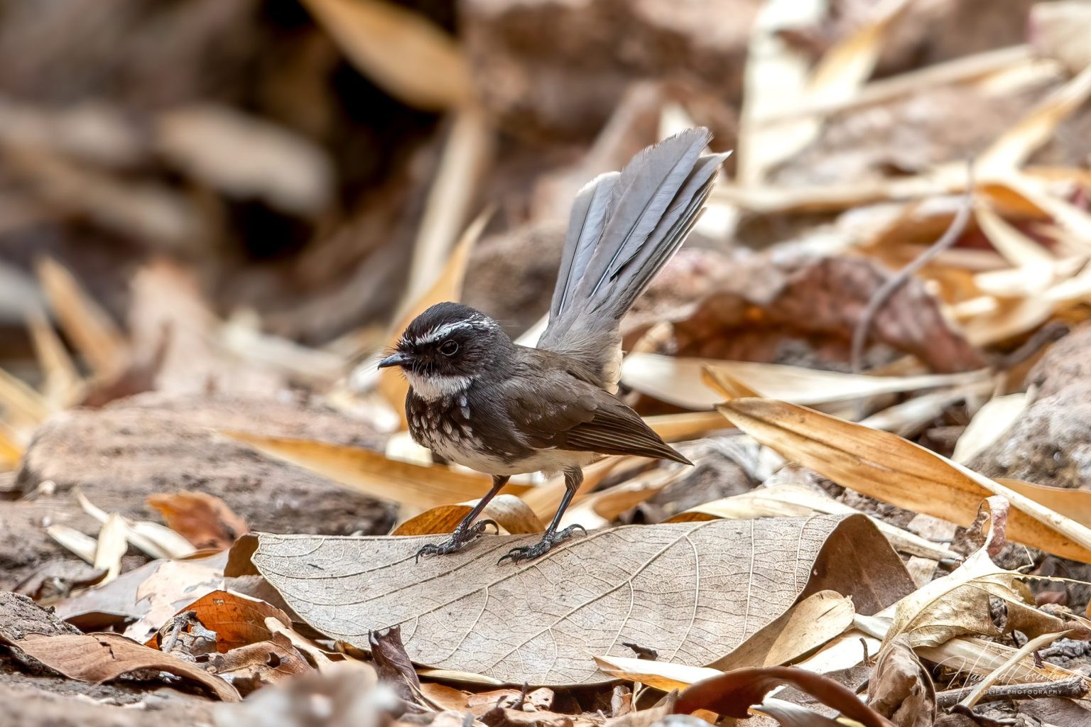 White-spotted Fantail (Rhipidura albogularis) | Wildlife Vagabond