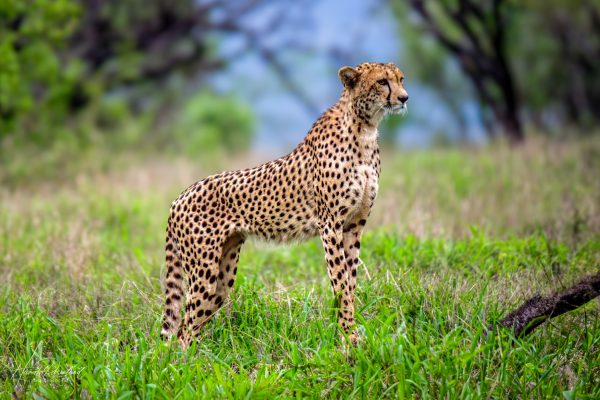 Gepard (Acinonyx jubatus) | Wildlife Vagabond