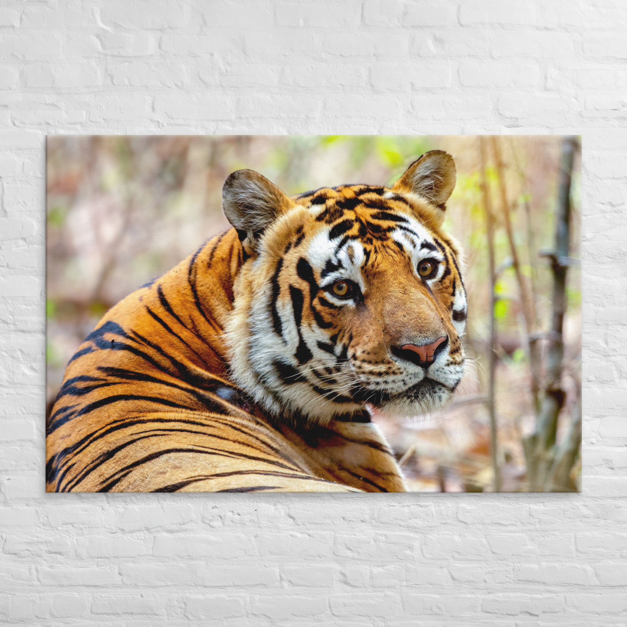 Tiger looking up over shoulder - Canvas | Wildlife Vagabond